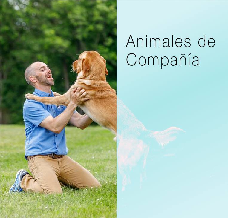 Página principal - MSD Salud Animal México